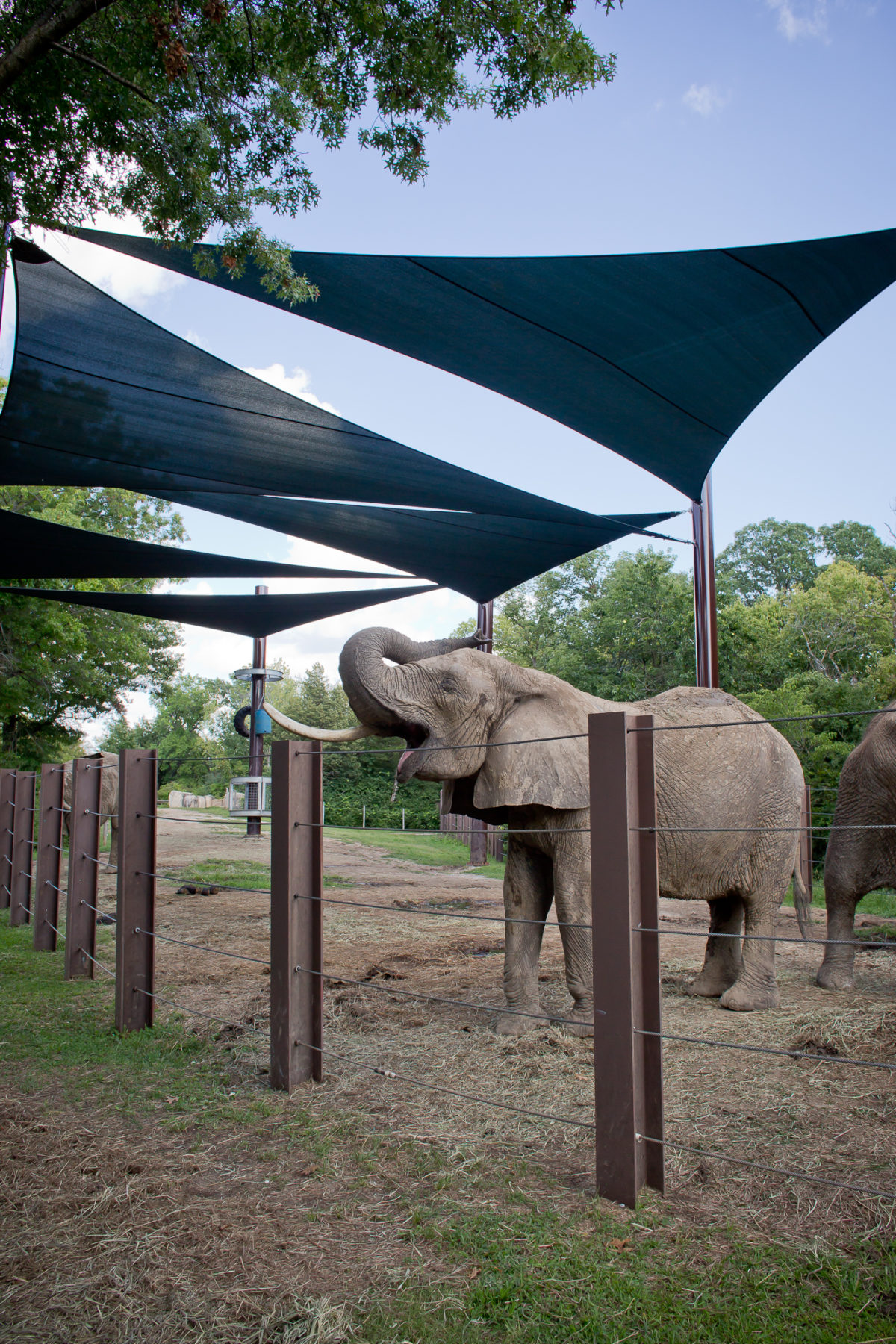 Elephant Shade Structure, Kansas City Zoo - MegaKC